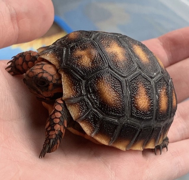 pet tortoise uk