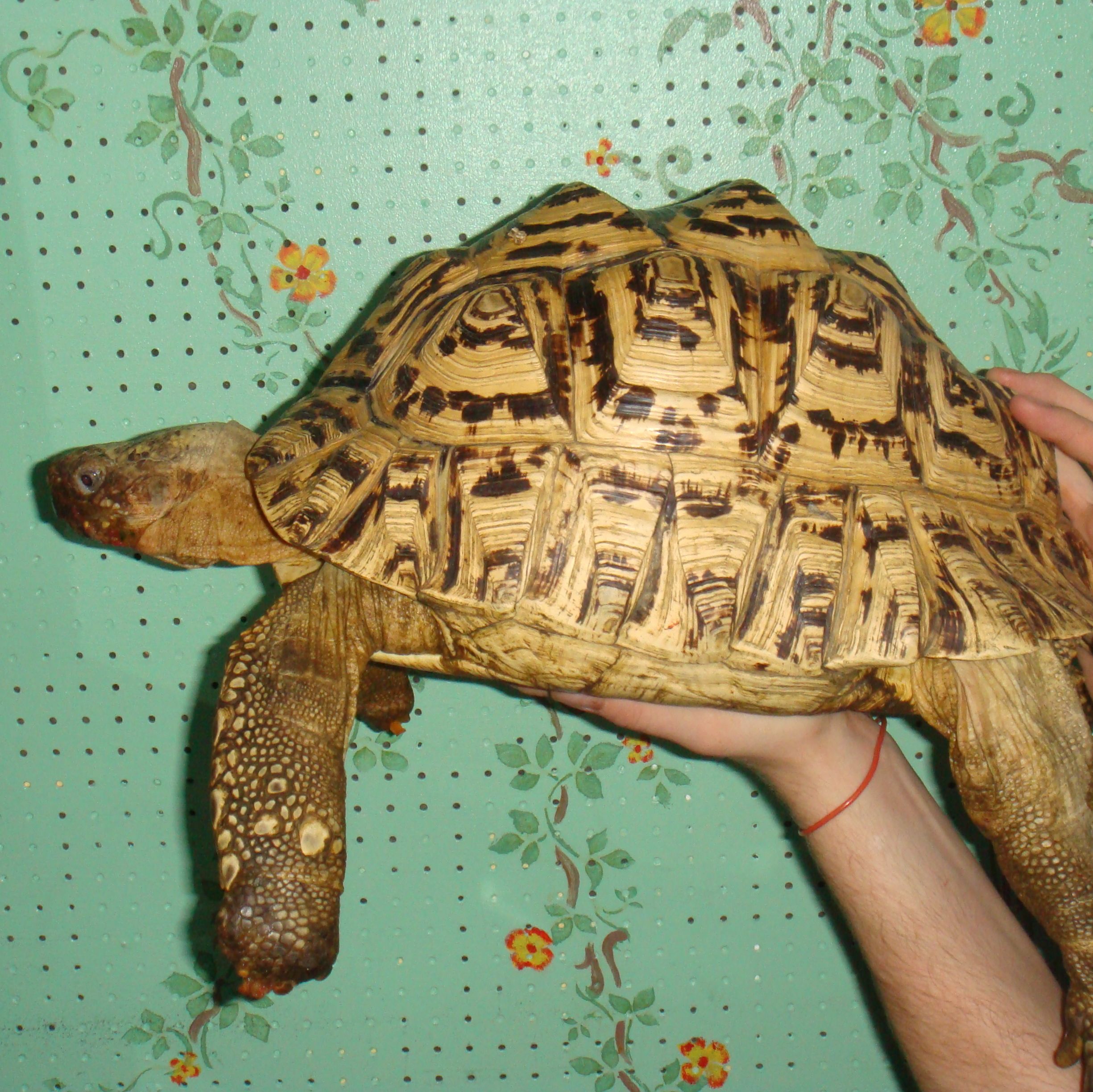 Petaholics - Our Tortoises & Turtles | Exotic Pet Specialist | Kent