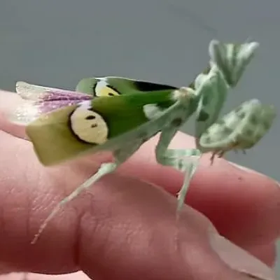 pet mantis uk